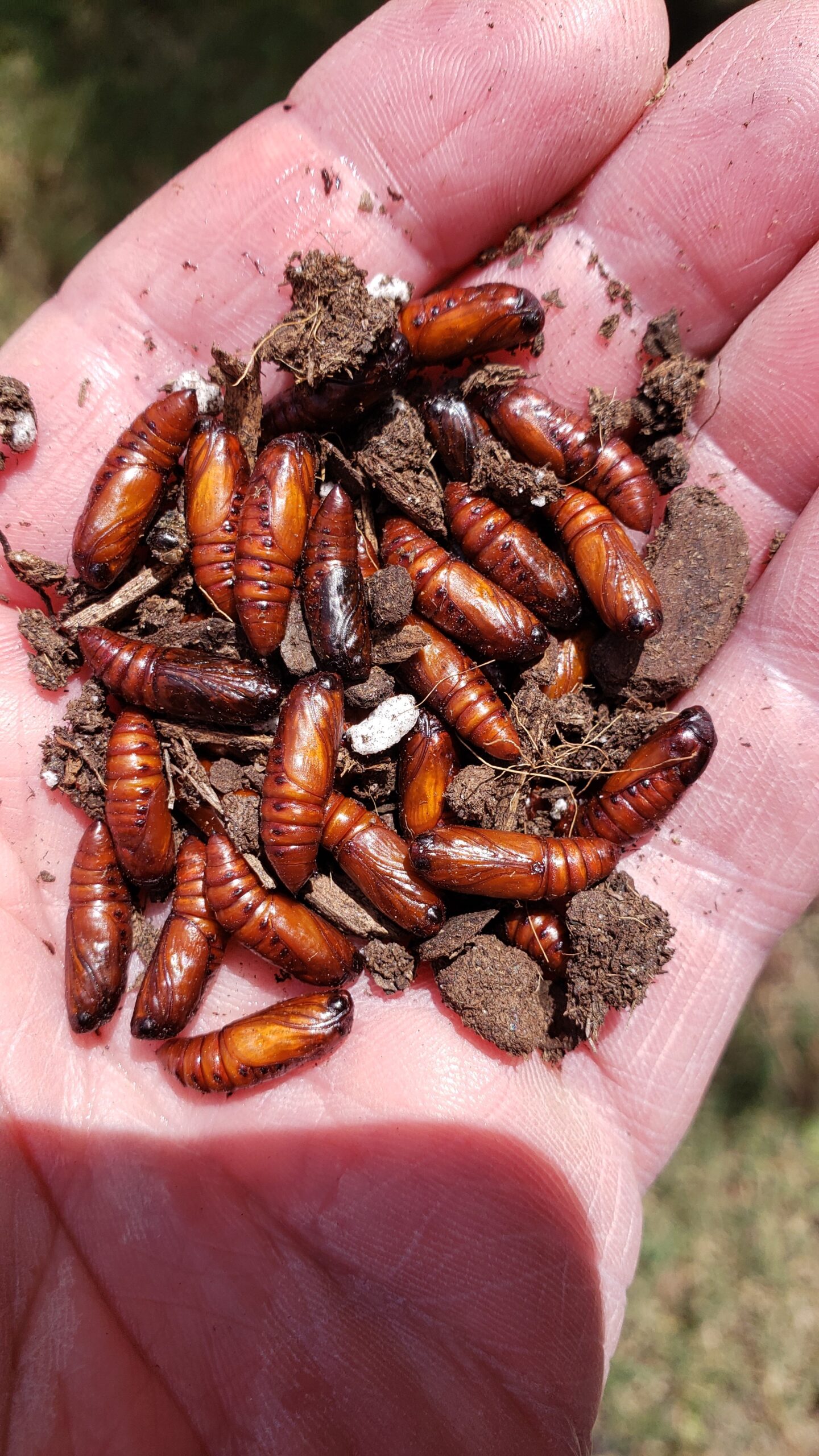 Fall Armyworm Q&A – NC Turf Bugs