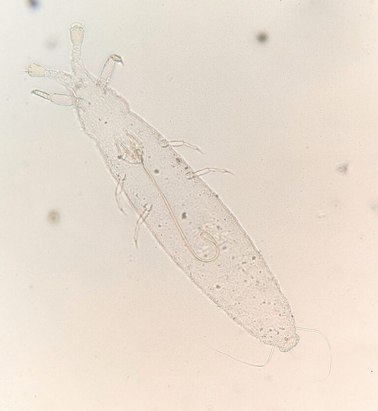 Ground Pearl Crawlers! – NC Turf Bugs