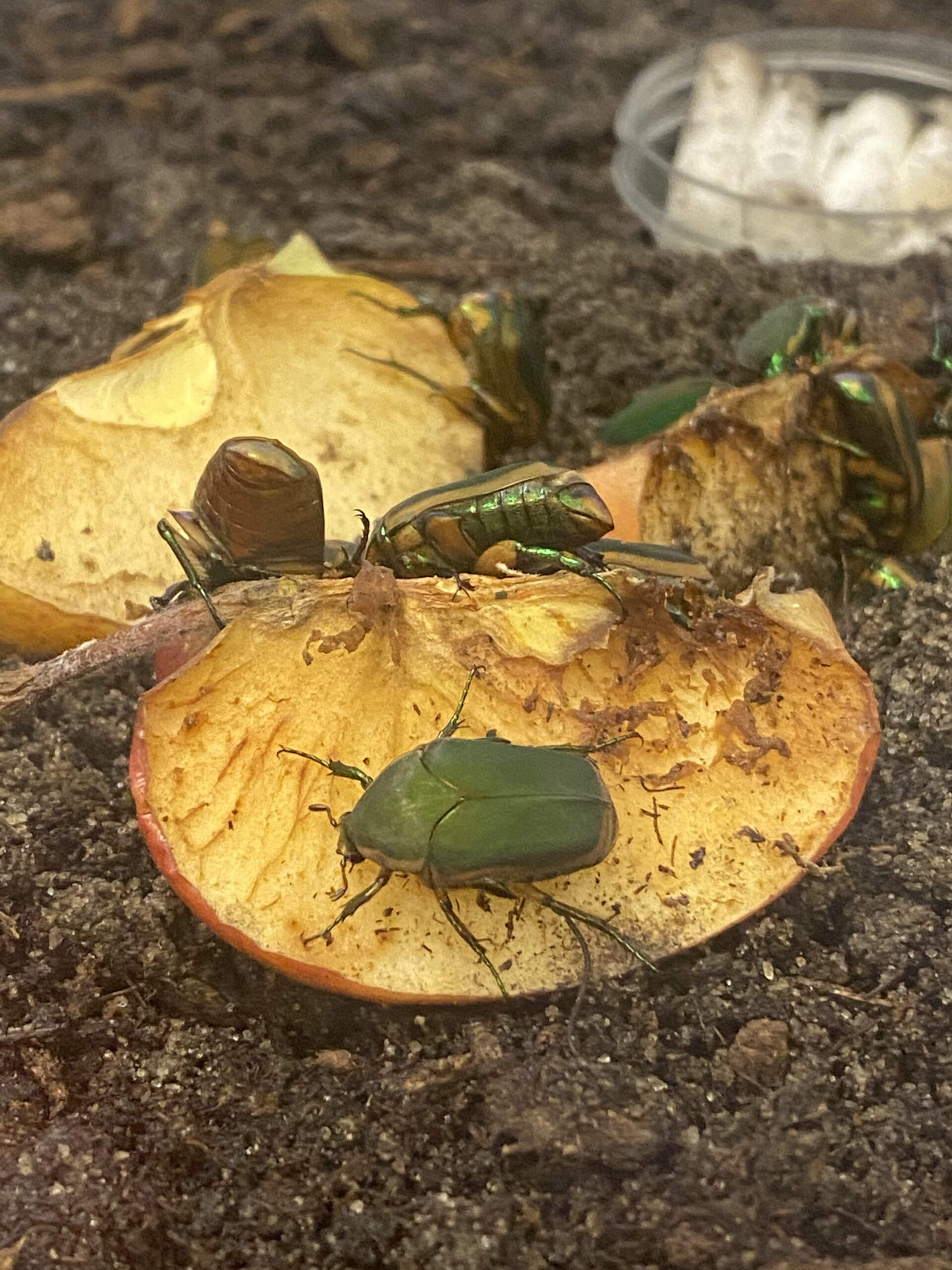 Green June beetles are flying! – NC Turf Bugs